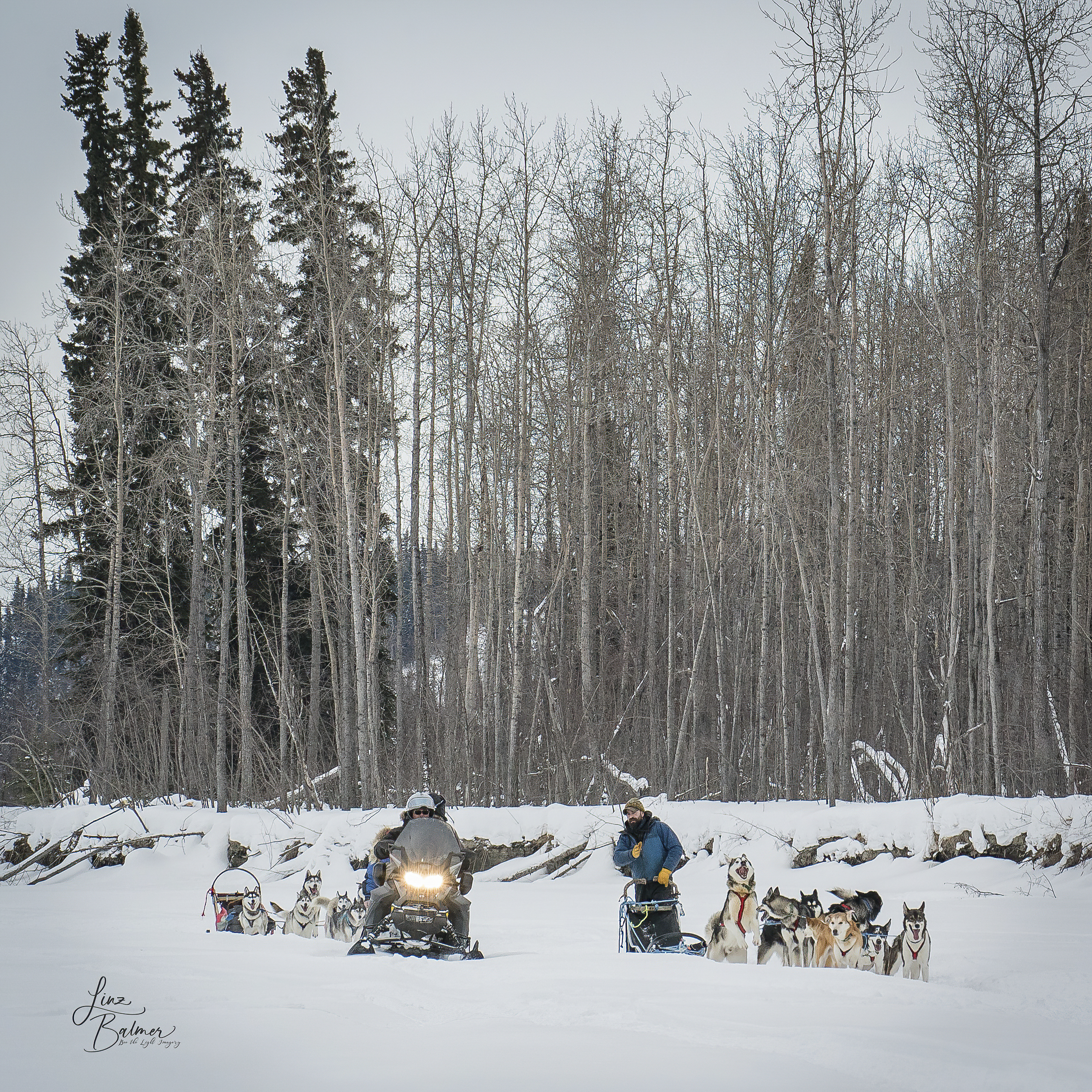 Sluice Box Sled Dogs | Alaskan Husky Sled Dog Adventures