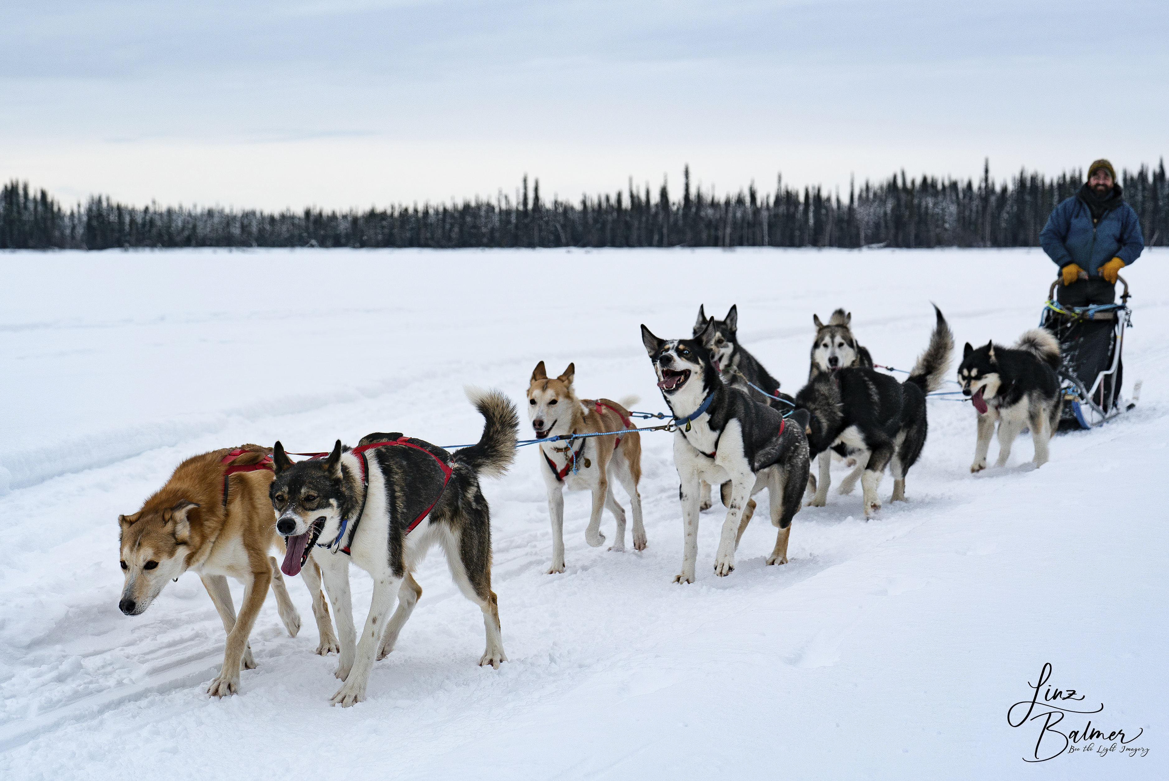 Sluice Box Sled Dogs | Alaskan Husky Sled Dog Adventures