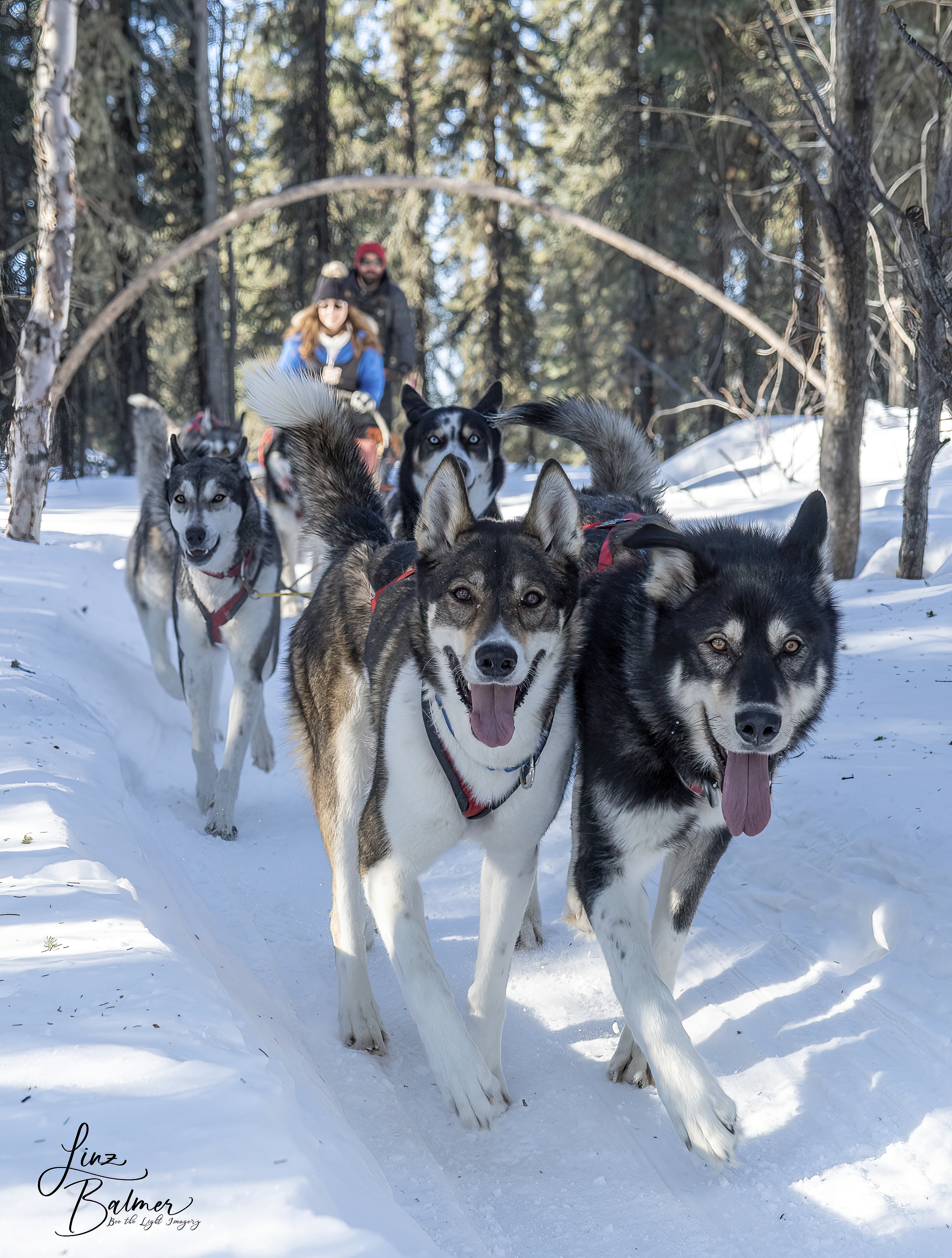 Sluice Box Sled Dogs | Alaskan Husky Sled Dog Adventures