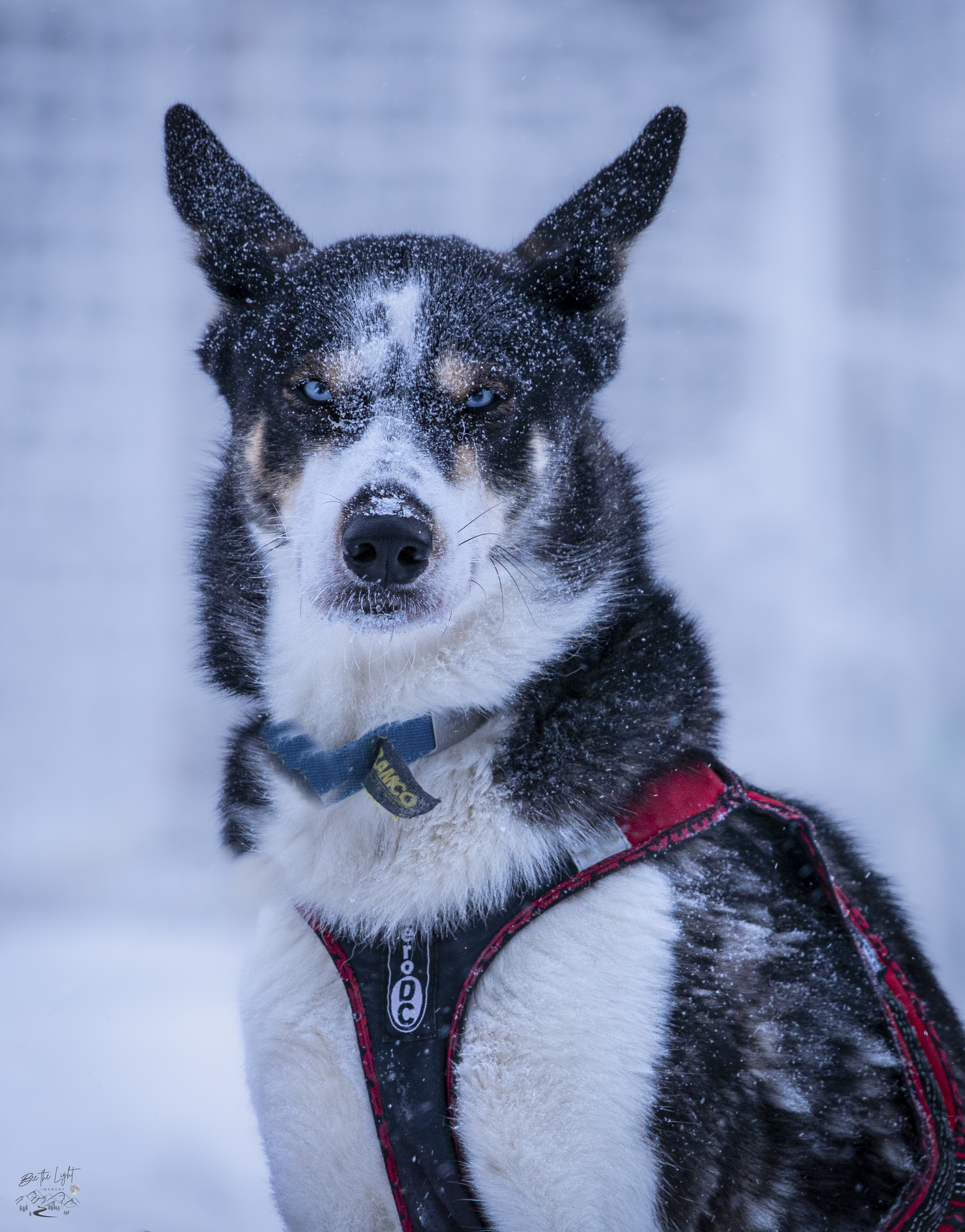 Sluice Box Sled Dogs | Alaskan Husky Sled Dog Adventures