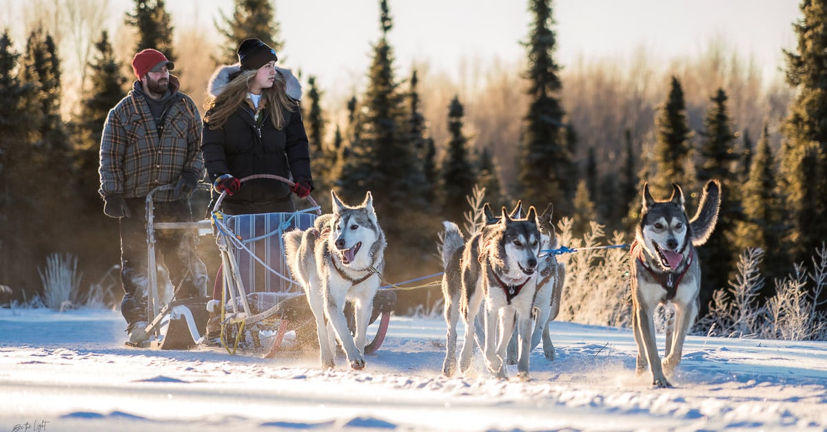 Sluice Box Sled Dogs | Alaskan Husky Sled Dog Adventures