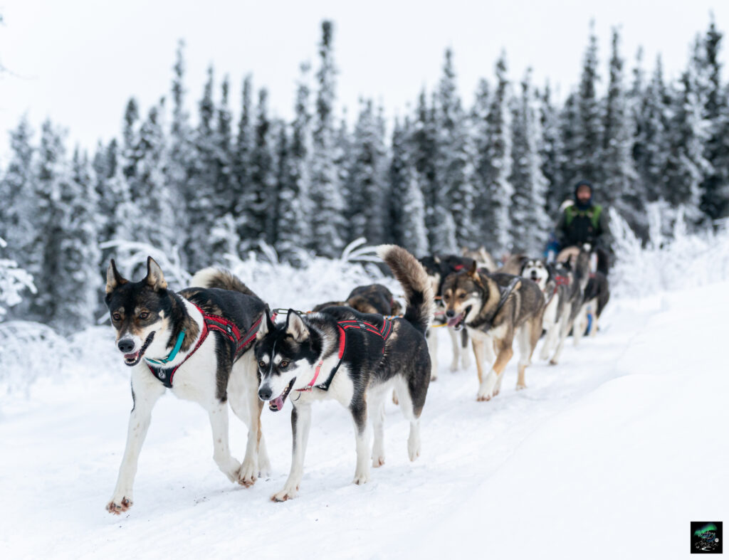 Sluice Box Sled Dogs | Alaskan Husky Sled Dog Adventures