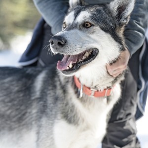 Sluice Box Sled Dogs | Alaskan Husky Sled Dog Adventures